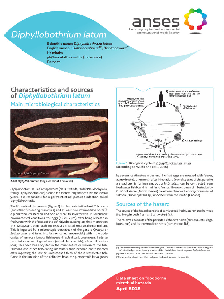 Diphyllobothrium latum: Characteristics & Risks | PDF