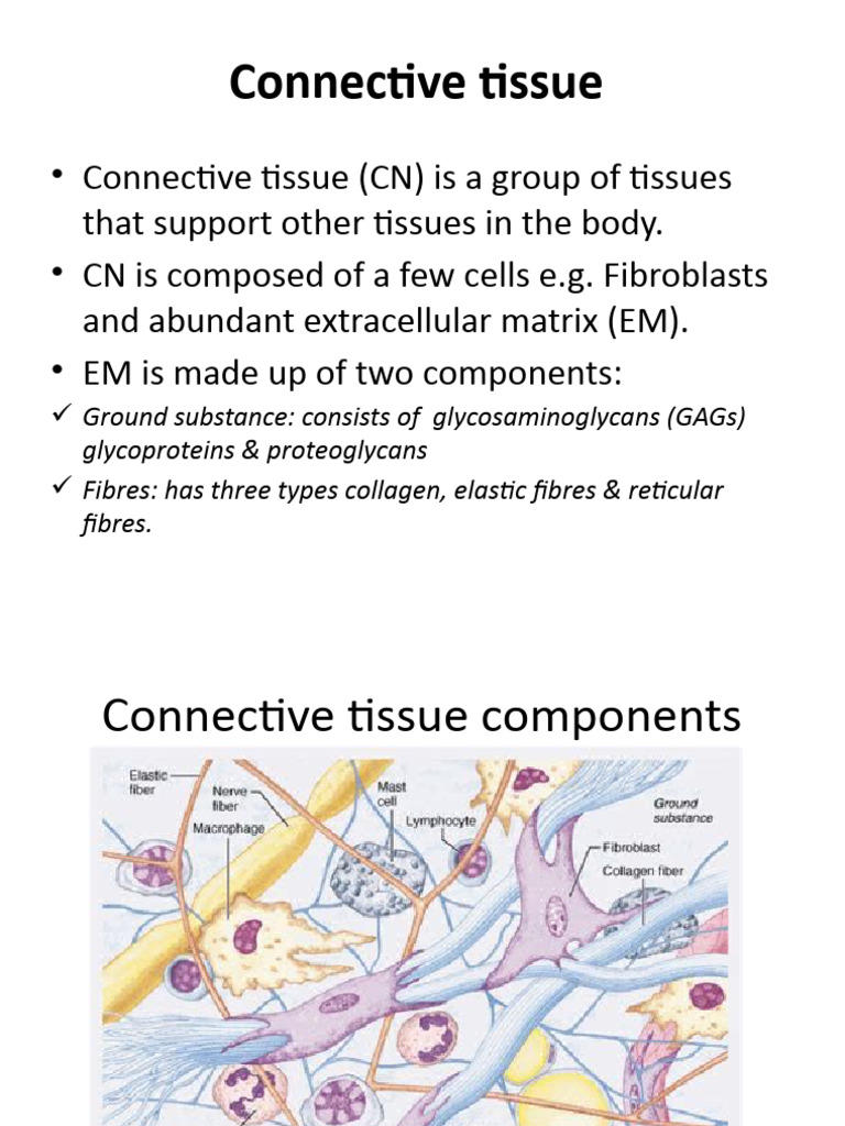 Connective Tissue | PDF | Connective Tissue | Fibroblast