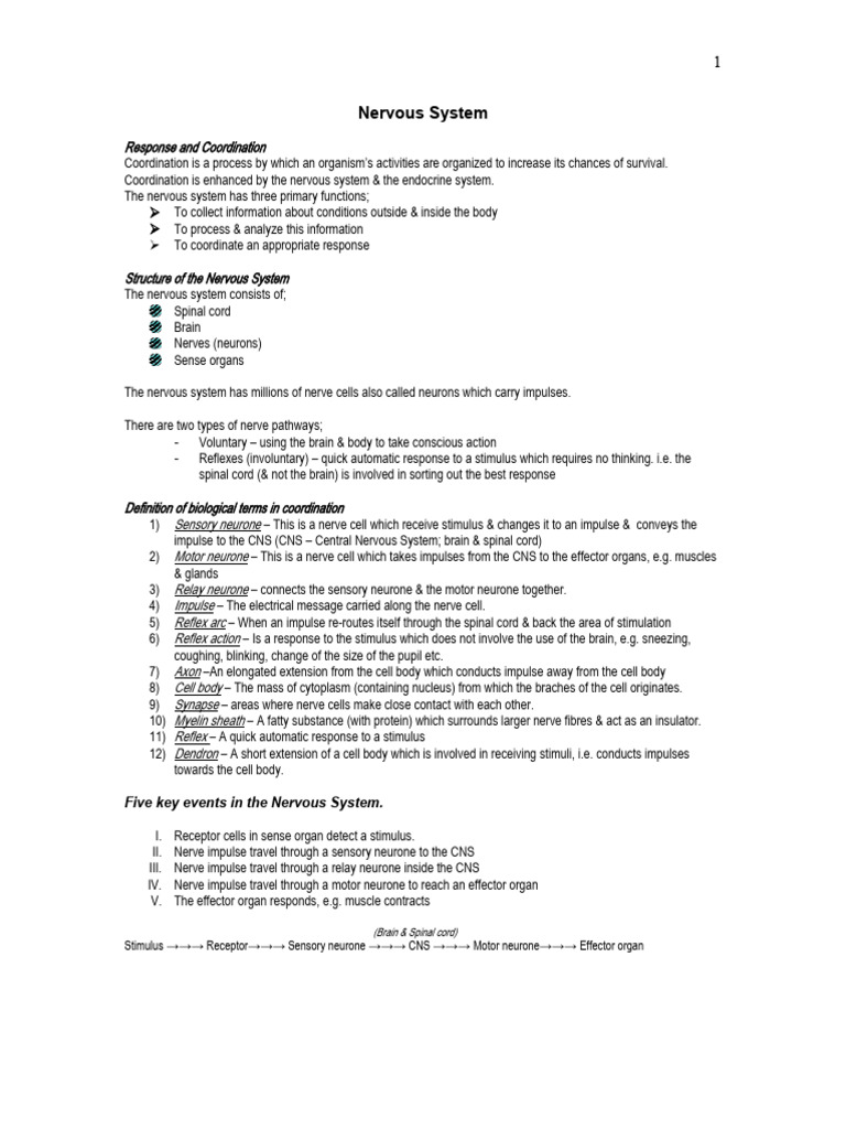 Nervous System | PDF | Neuron | Stimulus (Physiology)