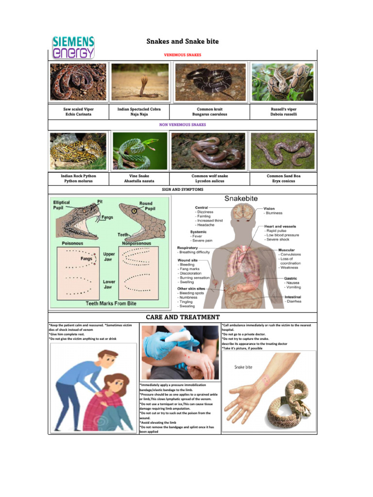Snake Bite Poster | PDF | Snake | Squamata