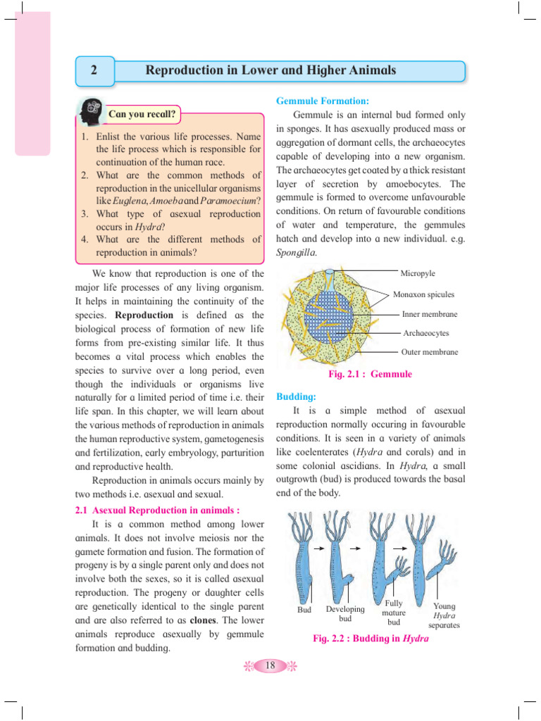 Human Reproduction HSC | PDF | Menstrual Cycle | Ovary