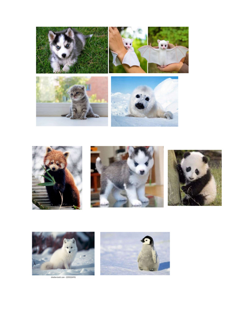 Poze | PDF