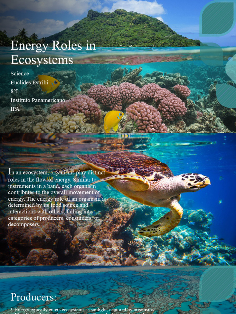 Energy Roles in Ecosystems | PDF