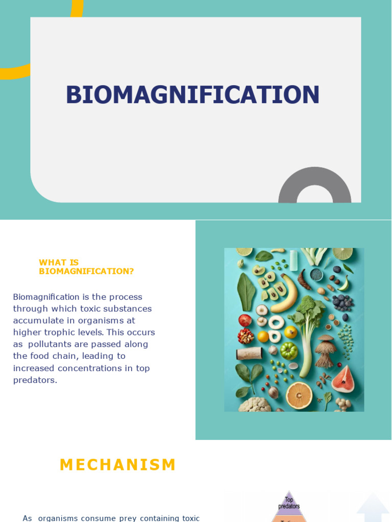 Biomagnification: Causes & Effects | PDF