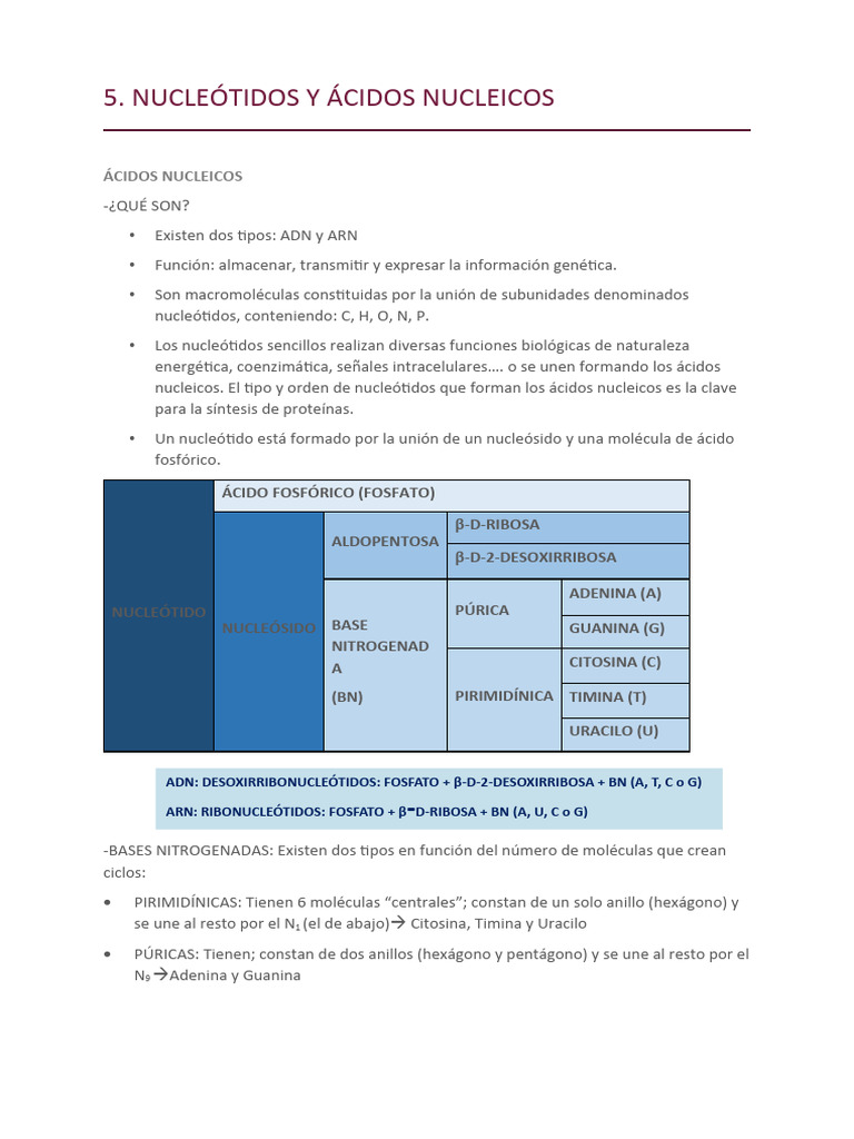 RESUMEN BIO 5.ACIDOS NUCLEICOS | PDF | Rna | Adn