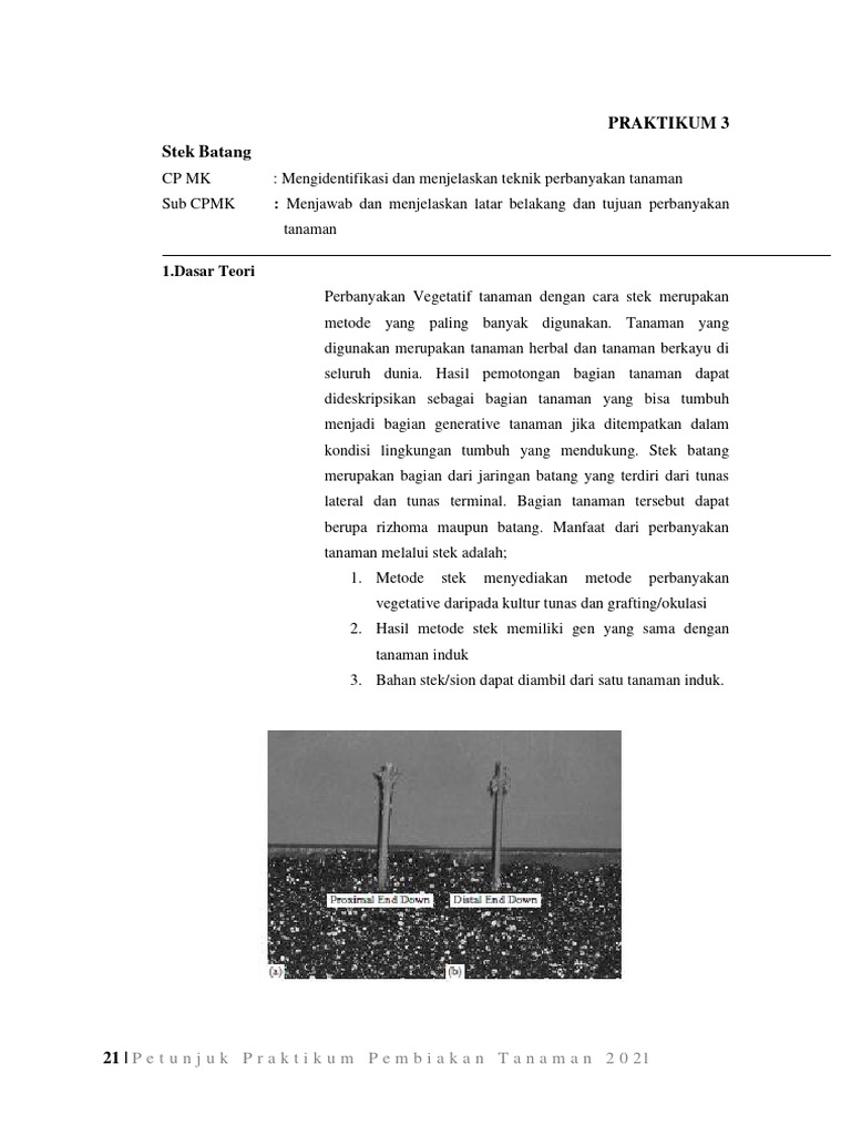 Modul Acara 3 Stek Batang | PDF