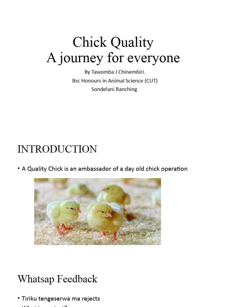 Chick Quality: Essential Guidelines for Success | PDF | Egg | Birds