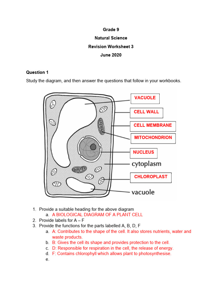 Gr-9-NS-Cell-worksheet-memo | PDF | Cell (Biology) | Chloroplast