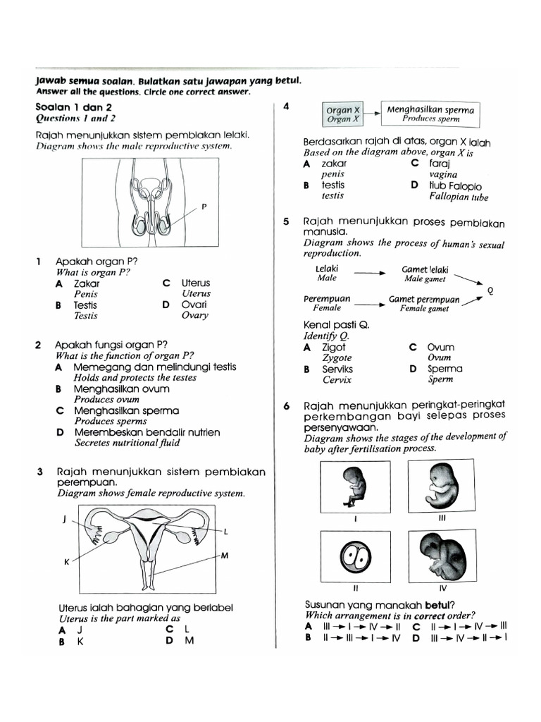 Year 6 Science HW Objective 23-3-2024 | PDF | Reproductive System | Sex