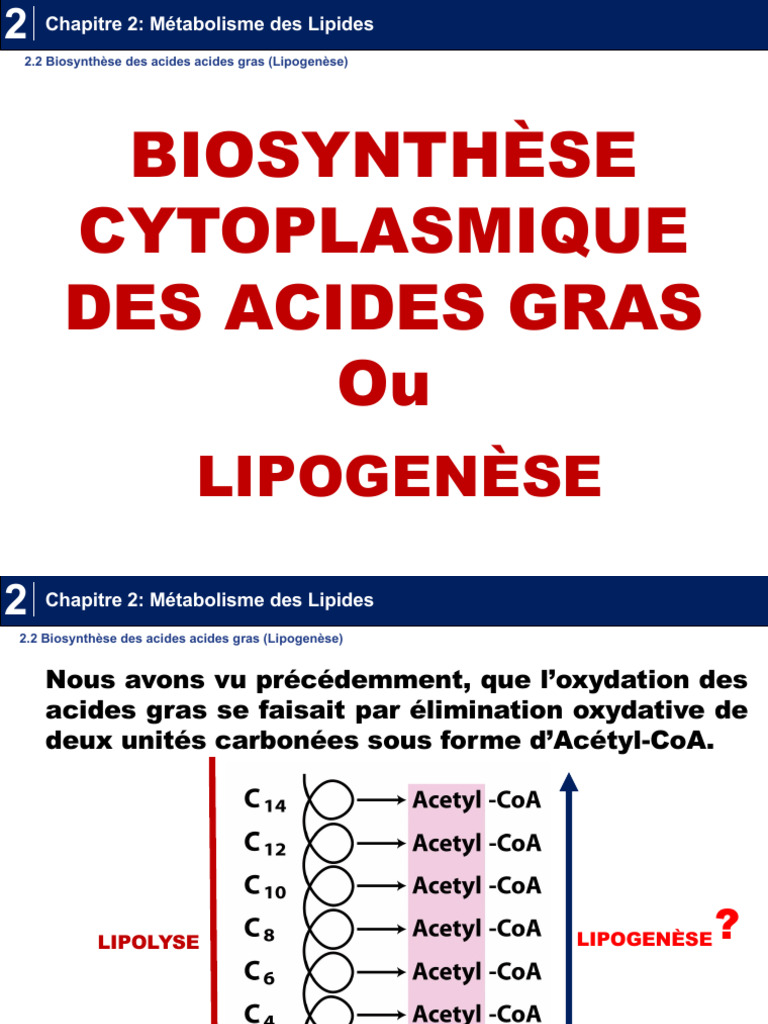 Biosynthèse des Acides Gras | PDF | Lipide | Acide gras