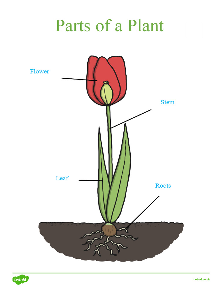 Plant and Flower Parts Guide | PDF