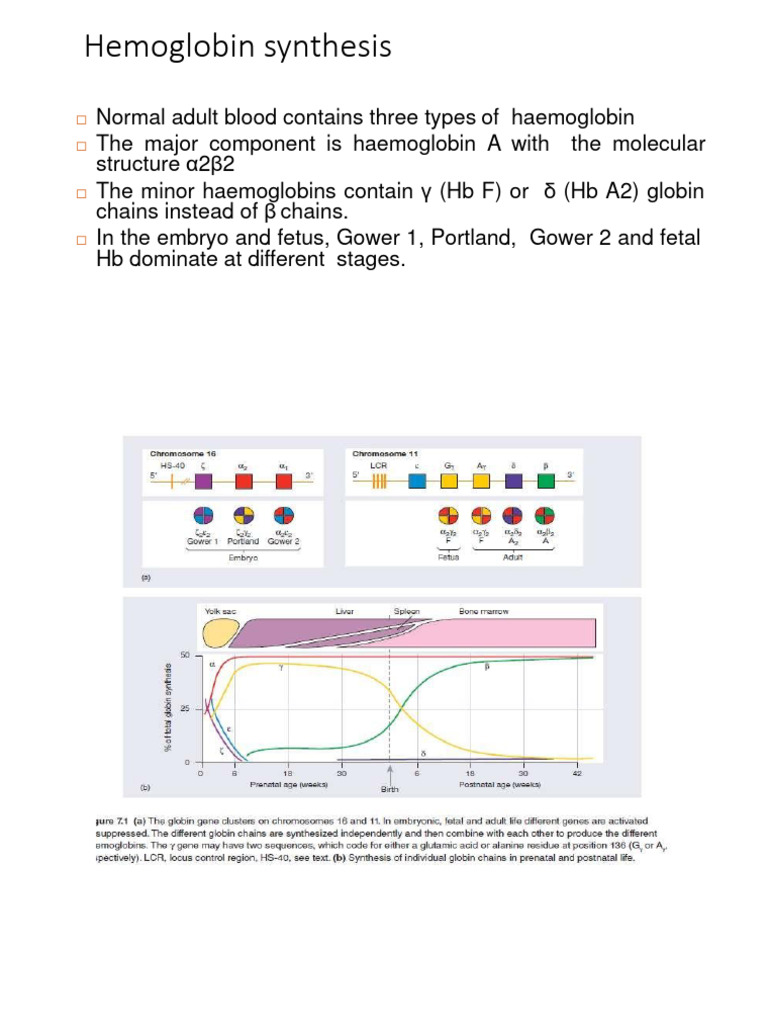Hemoglobin | PDF | Hemoglobin | Anemia