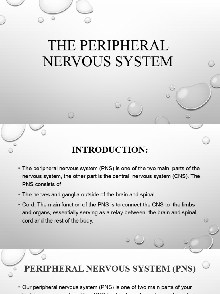 HAP Lesson 4 (Peripheral Nervous System) | PDF | Nervous System ...