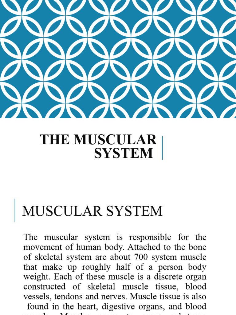 Overview of the Muscular System | PDF | Muscle Contraction | Muscle