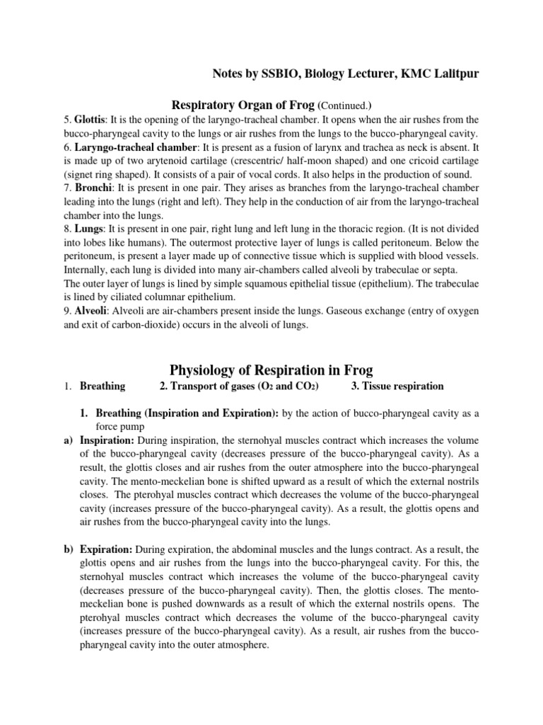 Frog Respiratory System Overview | PDF | Lung | Respiratory System