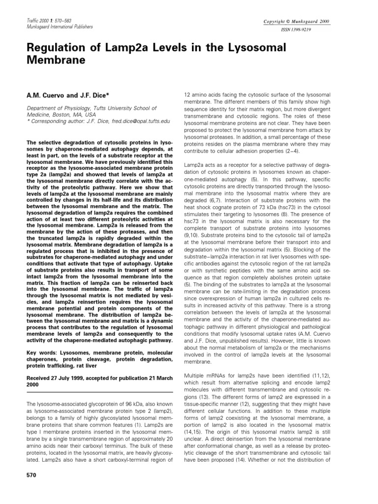 Traffic - 2002 - Cuervo - Regulation of Lamp2a Levels in The Lysosomal ...