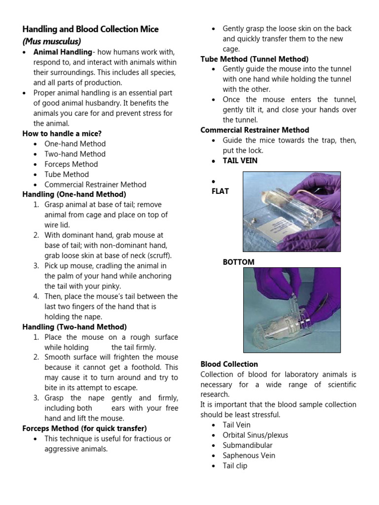 Handling and Blood Collection Mice | Download Free PDF | Rodent ...