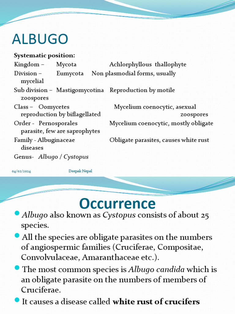 Albugo | PDF | Fungus | Fertilisation