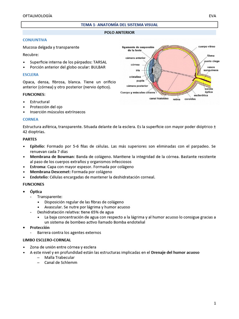 ANATOMIA DEL OJO | PDF | Córnea | Percepción visual