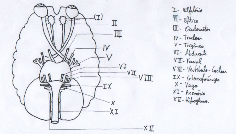 Cérebro ComTexto | PDF