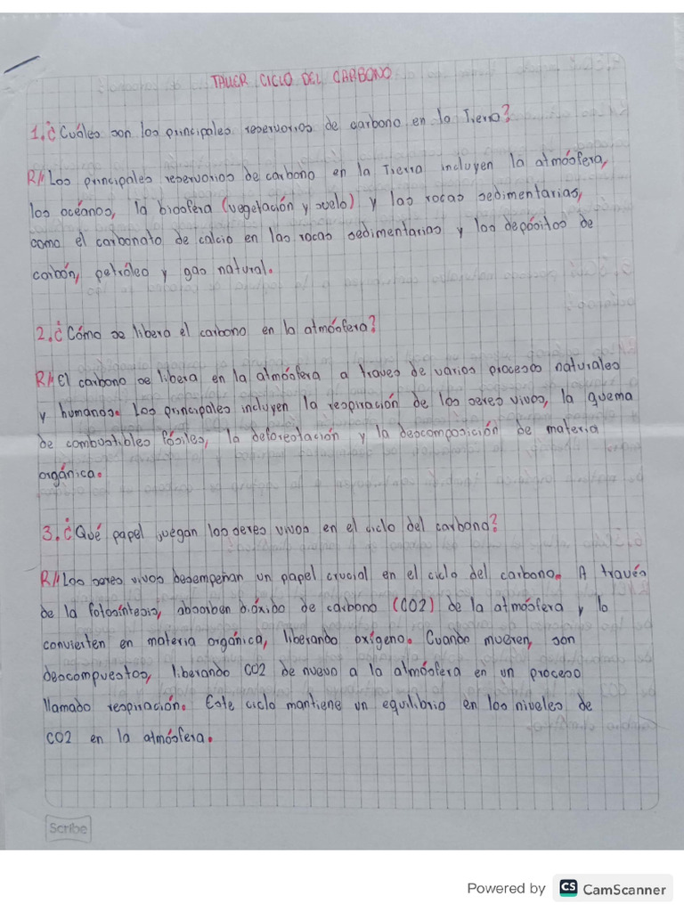 Taller Ciclo Del Carbono - Steffani Yepes González | PDF