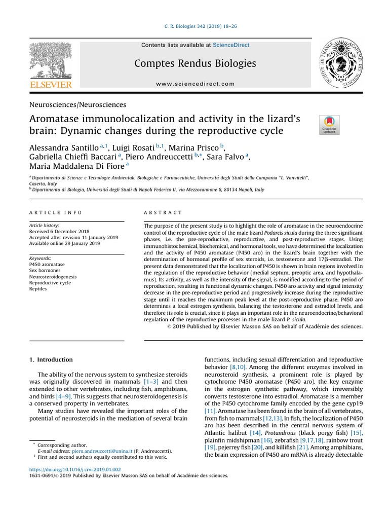 Aromatase Immunolocalization and Activity in The Lizard's Brain 1-S2.0 ...