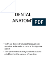 Tooth Structure Parts Worksheet | PDF
