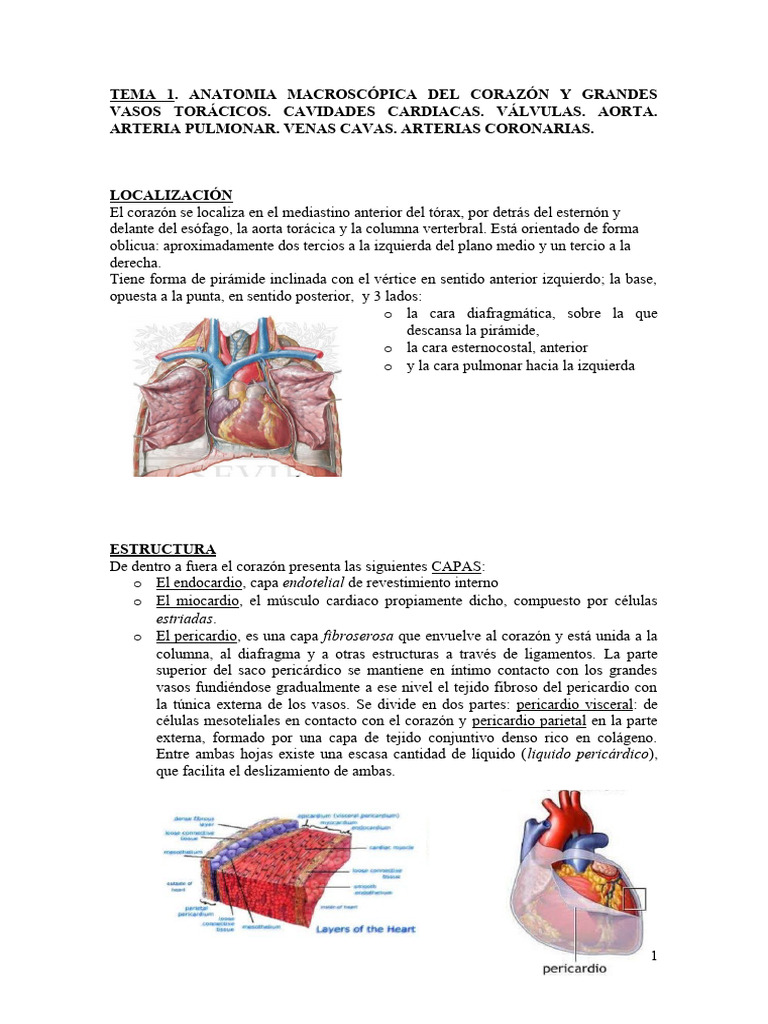 Anatomia Aparato Cardiocirculatorio | PDF | Aorta | Corazón