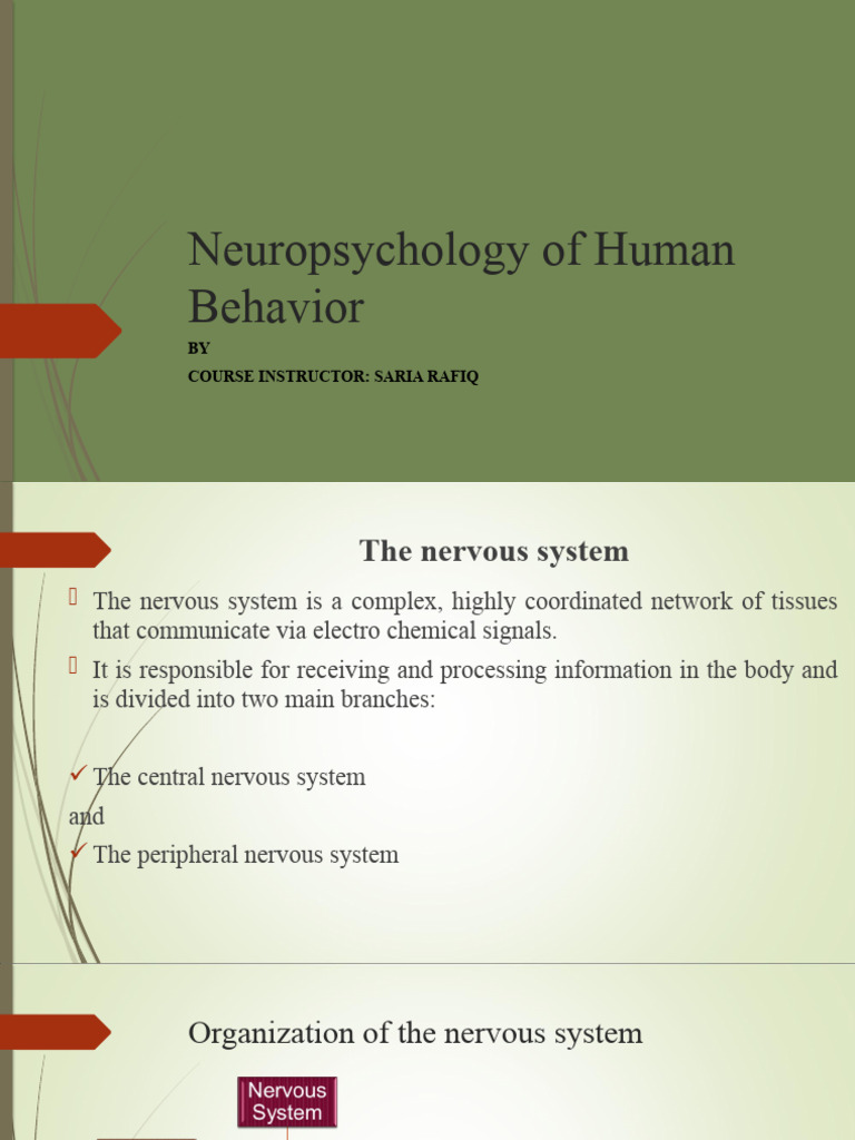 (Lecture - 4) Neuropsychology of Human Behavior | PDF | Neuron | Axon