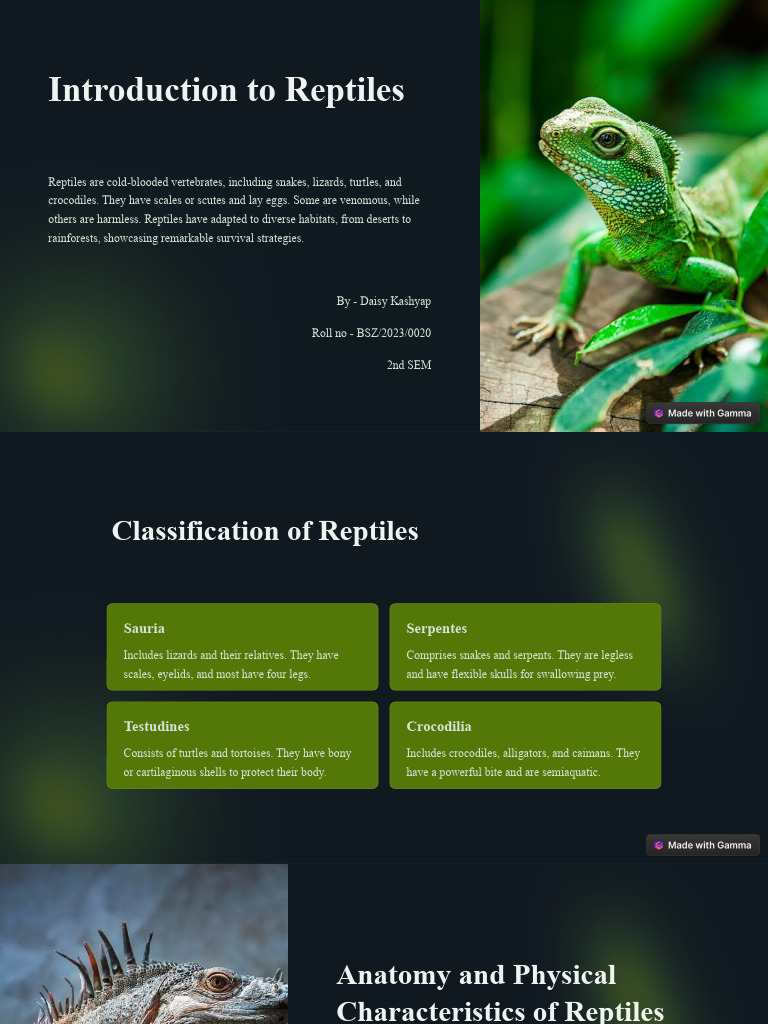 Introduction To Reptiles | PDF | Reptile | Turtle