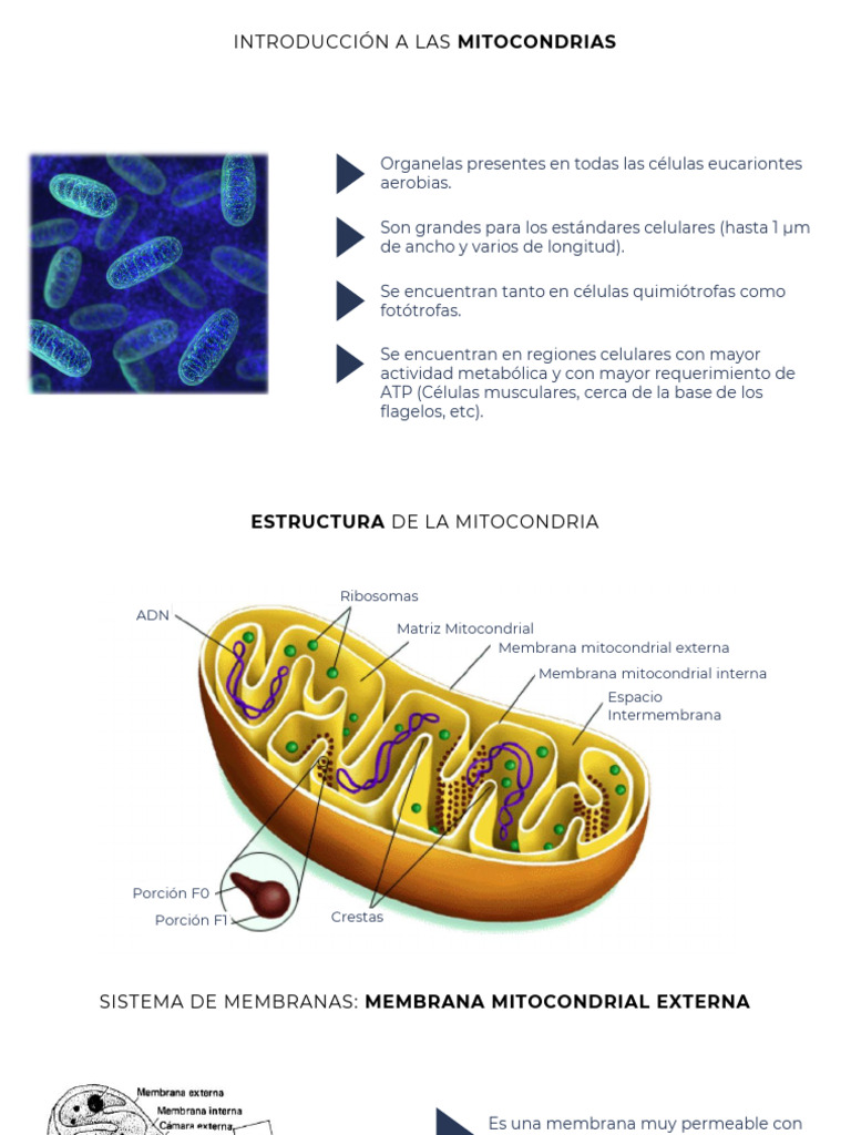 Estructura y Función de las Mitocondrias | PDF | Trifosfato de ...