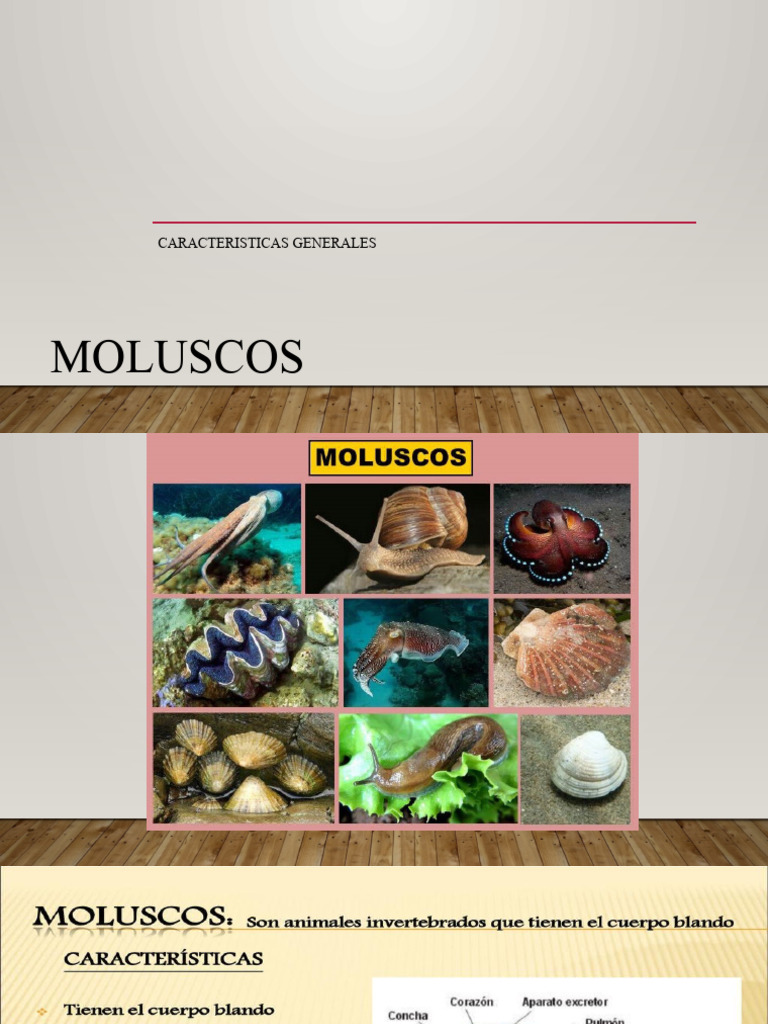 Características de los Moluscos | PDF