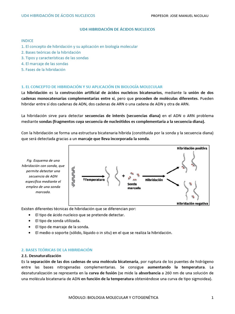 Ud4 Hibridación de Ácidos Nucleicos | PDF | Hibridación de ácido nucleico | Adn