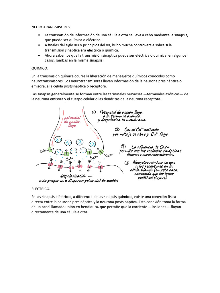 Neuro Transm I Sores | PDF