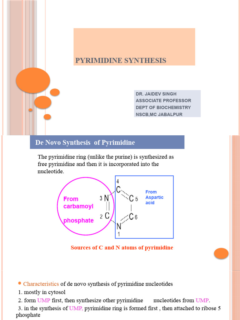 Pyrimidine Synthesis | PDF | Dna | Nucleotides
