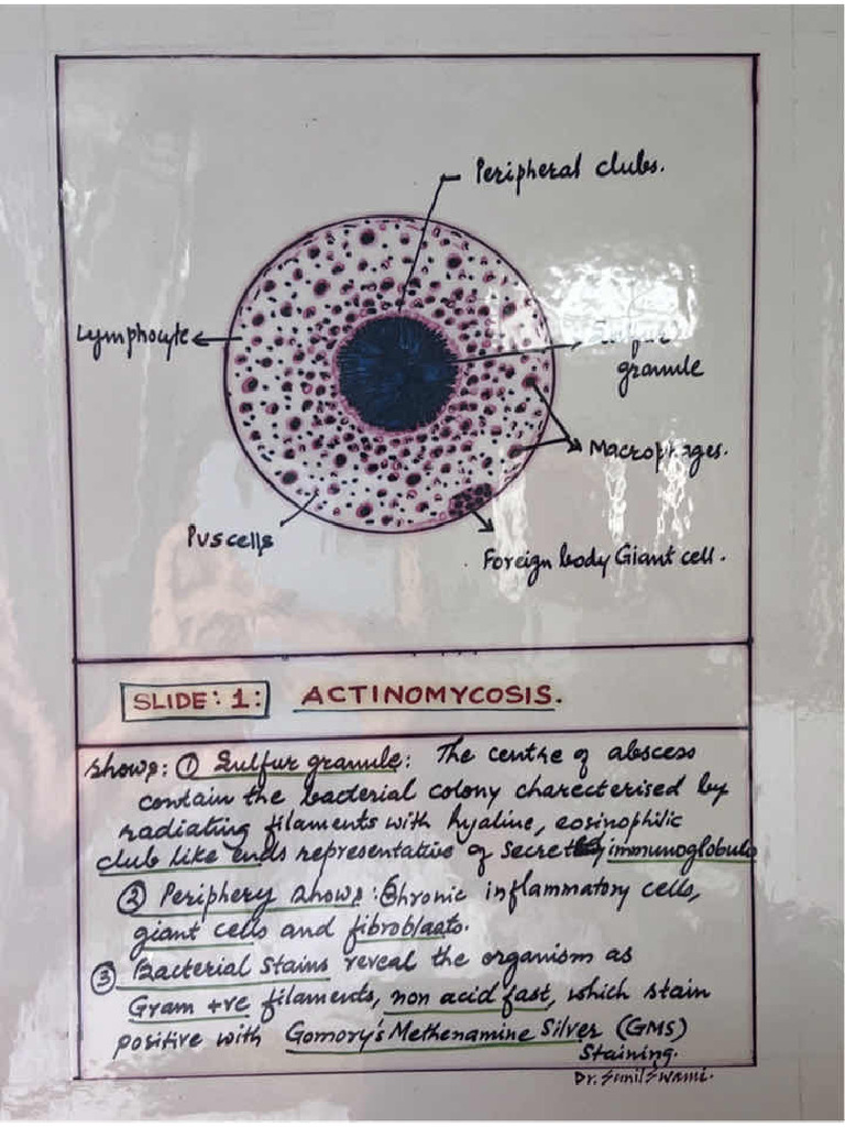 Patho Microscopic | PDF