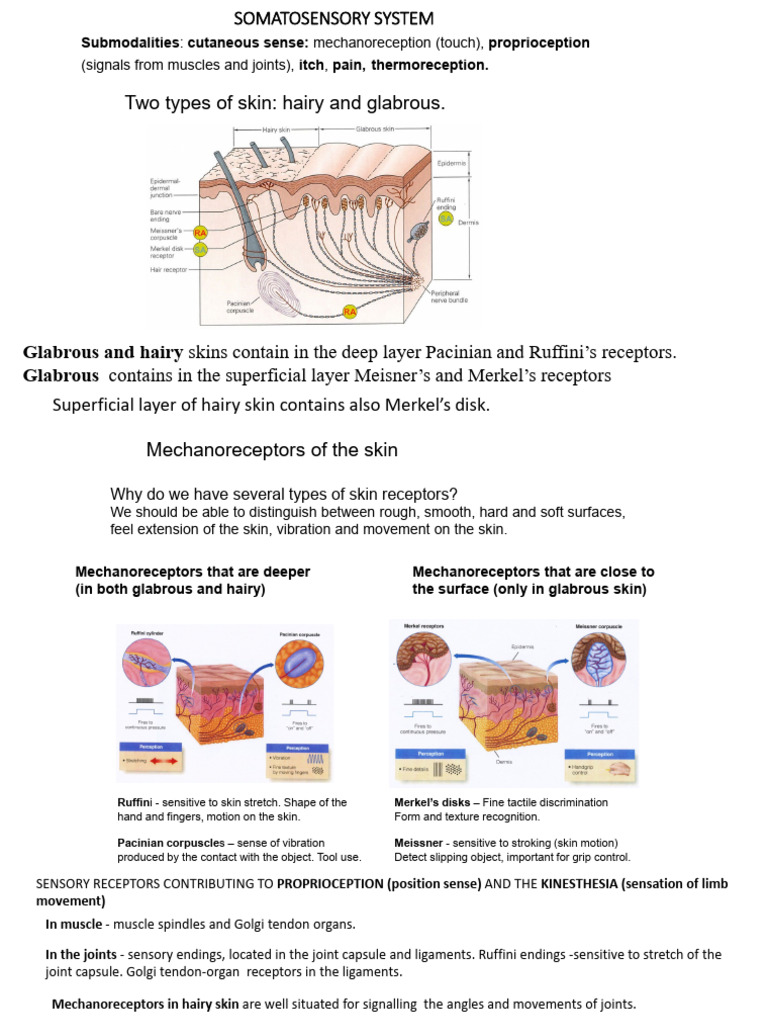 18 Somato-Sensory-System-09-02-2023 | PDF | Somatosensory System ...