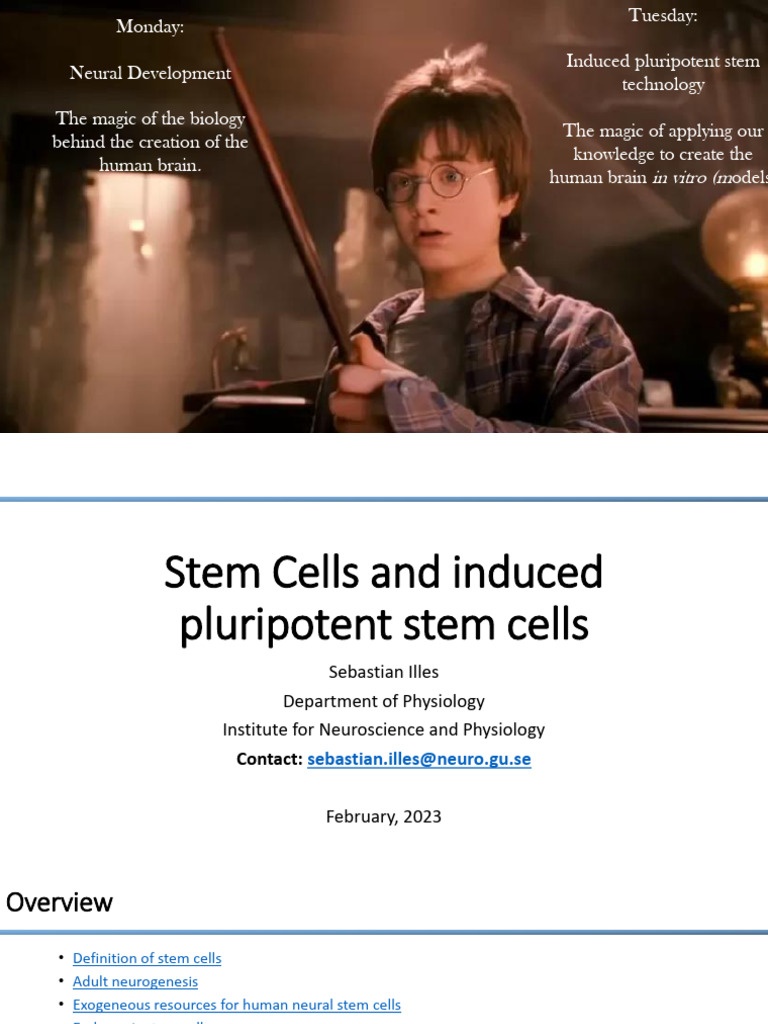 16 Stem Cells and iPSC - 2023 - Handout | PDF | Cell Potency | Stem Cell
