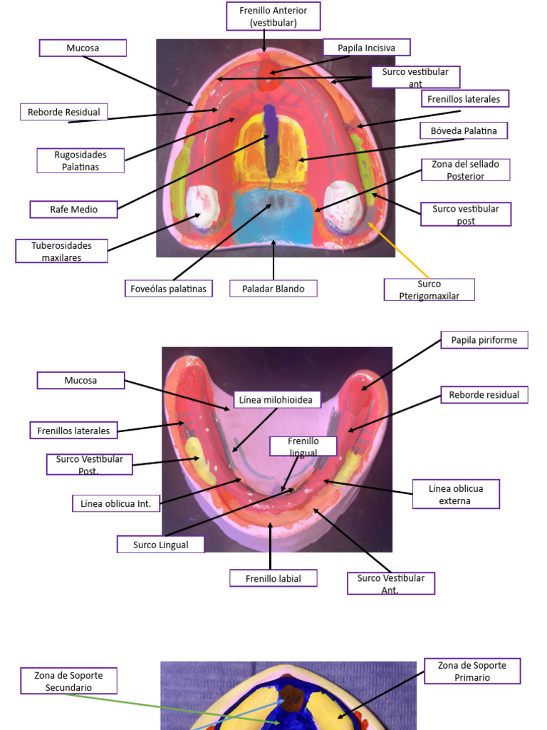 Modelos Desdentados Pintados_gismerlysgodoy | PDF | Anatomía humana | Cara