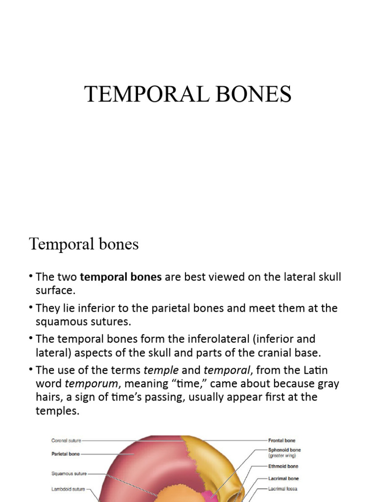 Temporal Bones | PDF | Skull | Common Carotid Artery