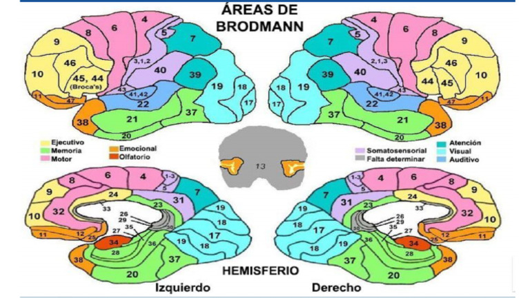 Area de Broadman | PDF