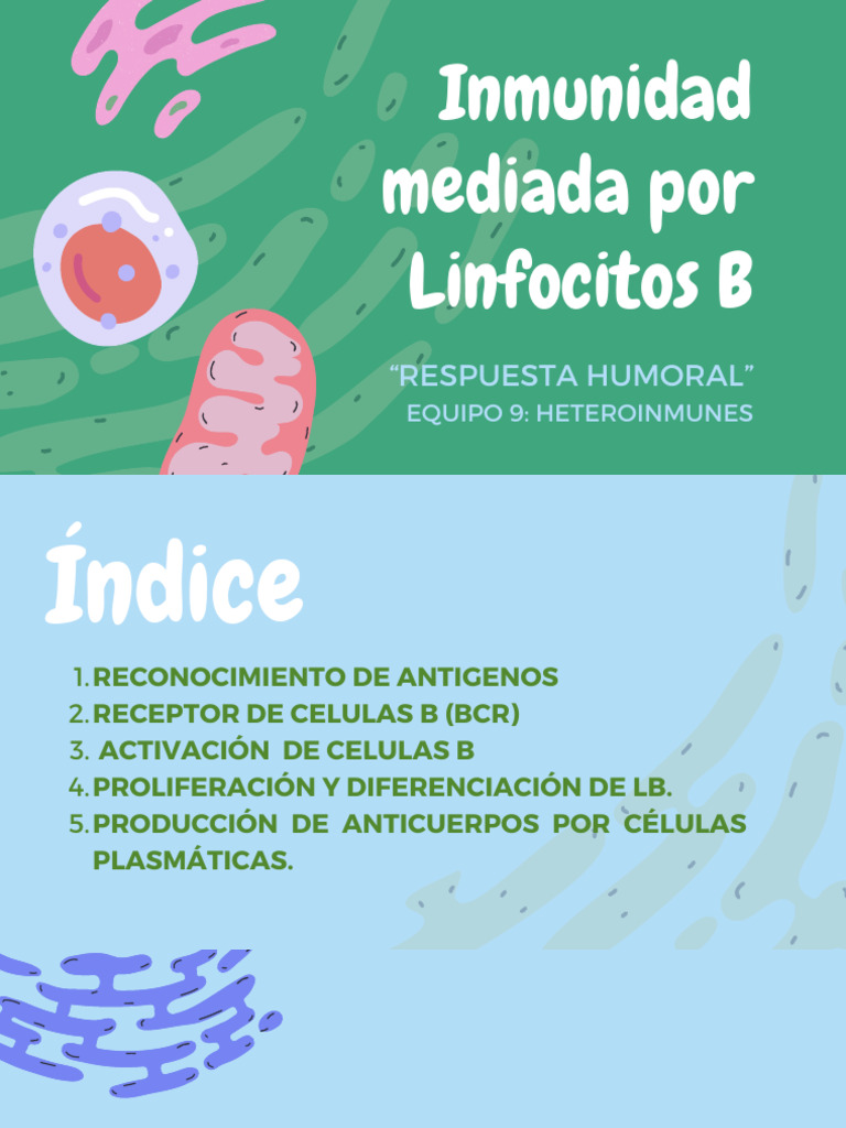 Inmunidad Mediada Por Linfocitos B | Descargar gratis PDF | Célula B | Linfocitos