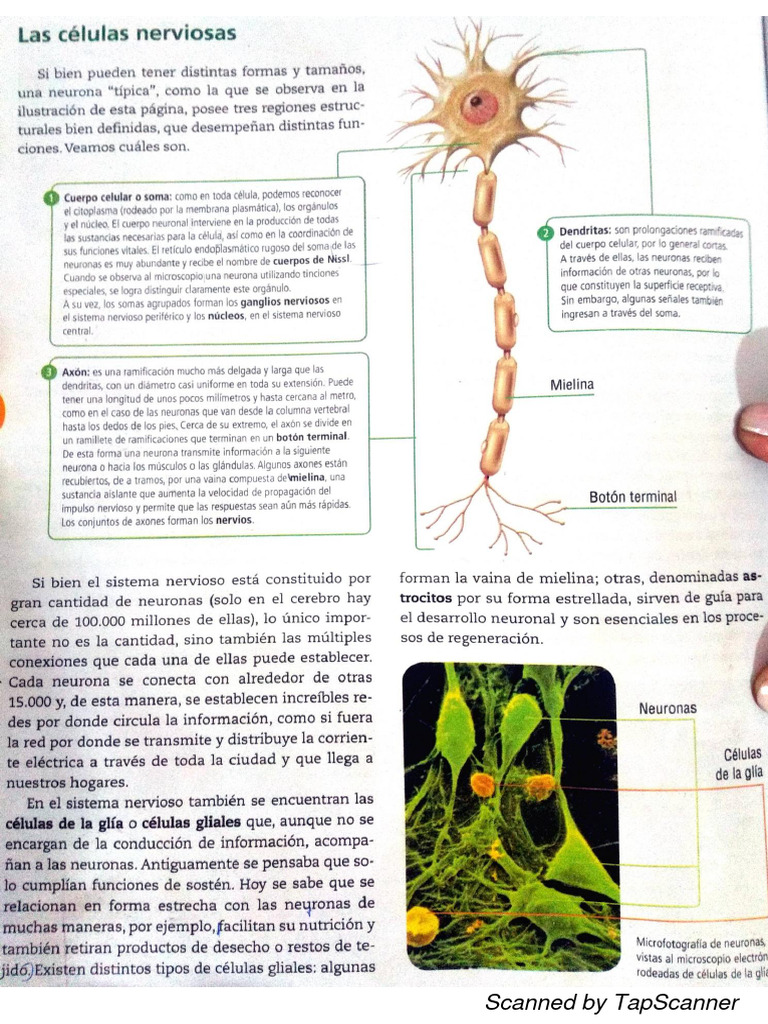 Sistema nervioso completo | PDF | Sinapsis | Acetilcolina