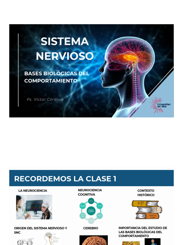 Clase 2 Sistema Nervioso Periférico | PDF | Sistema nervioso | Sistema nervioso central