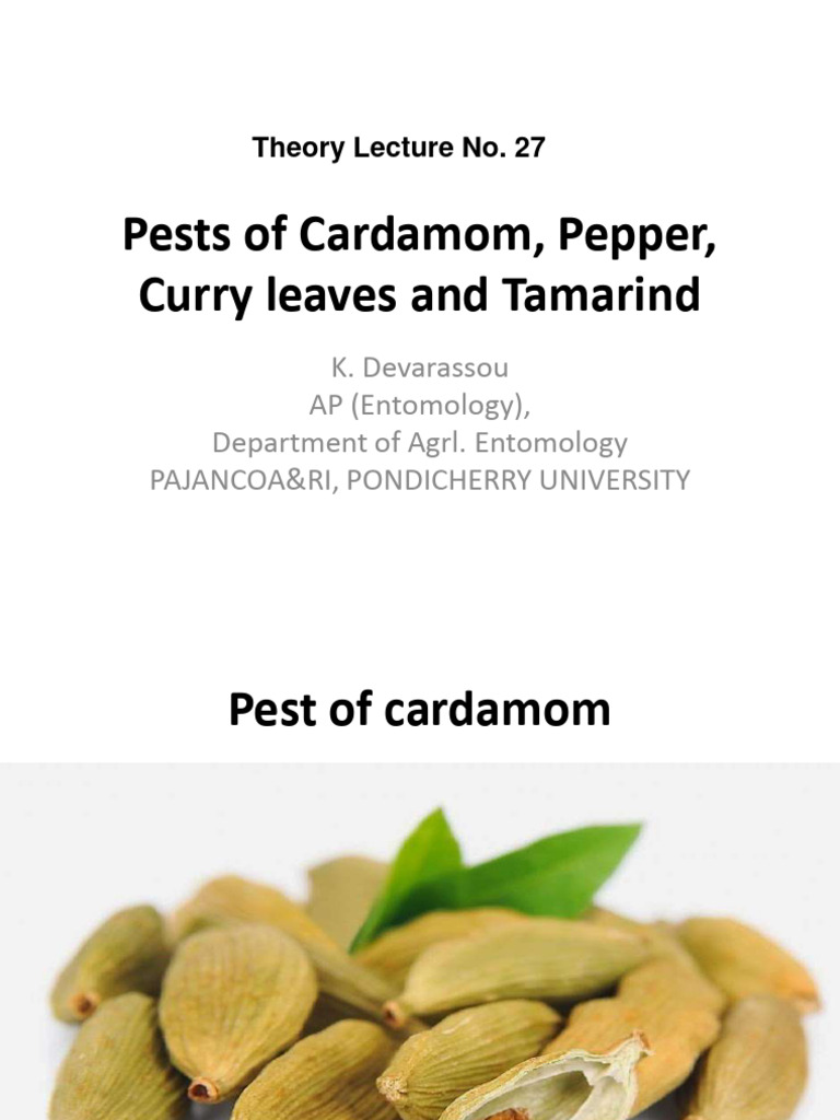 Theory Lecture No 27 Cardamom, Pepper, Curryleaves, Tamarind | PDF ...