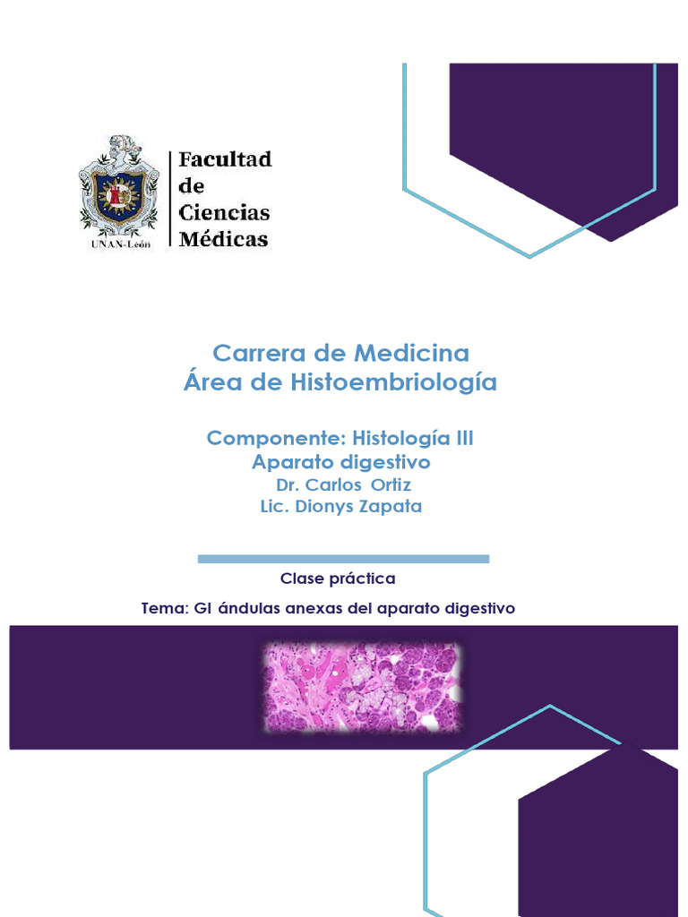 Clase práctica glándulas anexas-histología III editada | PDF | Sistema digestivo humano | Digestión