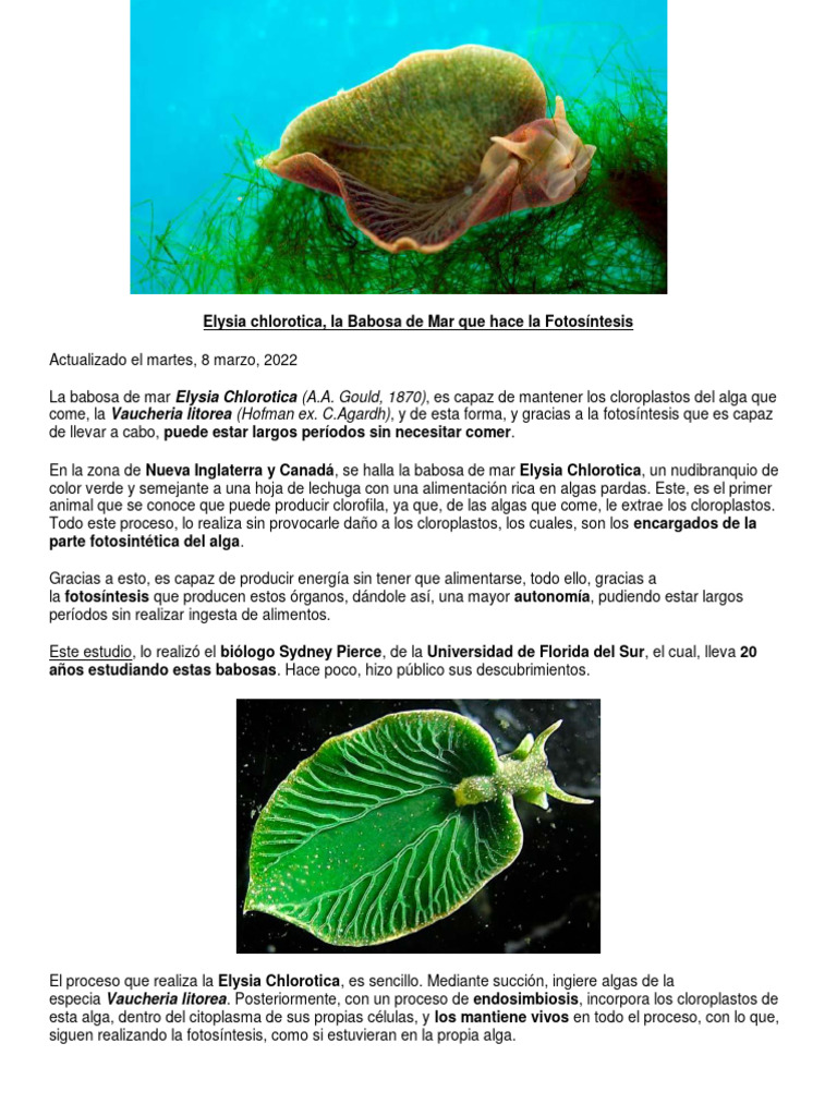 Elysia Chlorotica | PDF | Algas | Cloroplasto