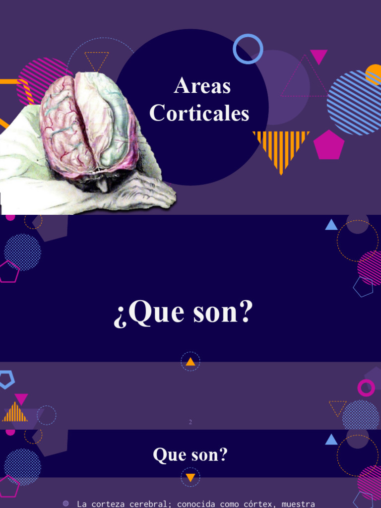 Areas Corticales | PDF | Corteza cerebral | Lóbulo temporal