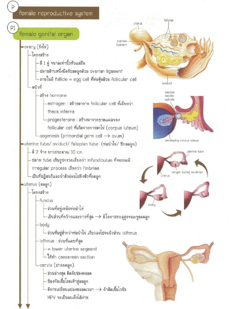 30.biology TCAS 5 - Human 2 | PDF