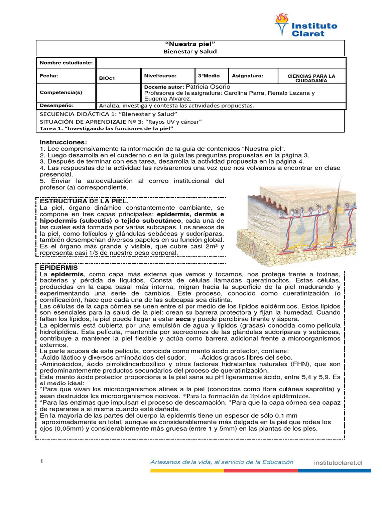 ACTIVIDAD PIEL | PDF | Piel | Epidermis